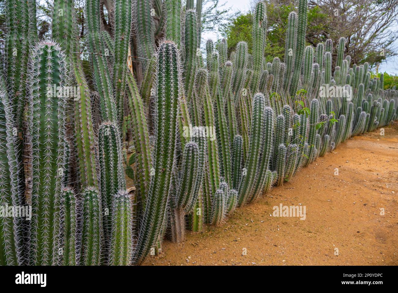 Natural fence made of huge cacti on Bonaire. Cacti in a row as a hedge ...
