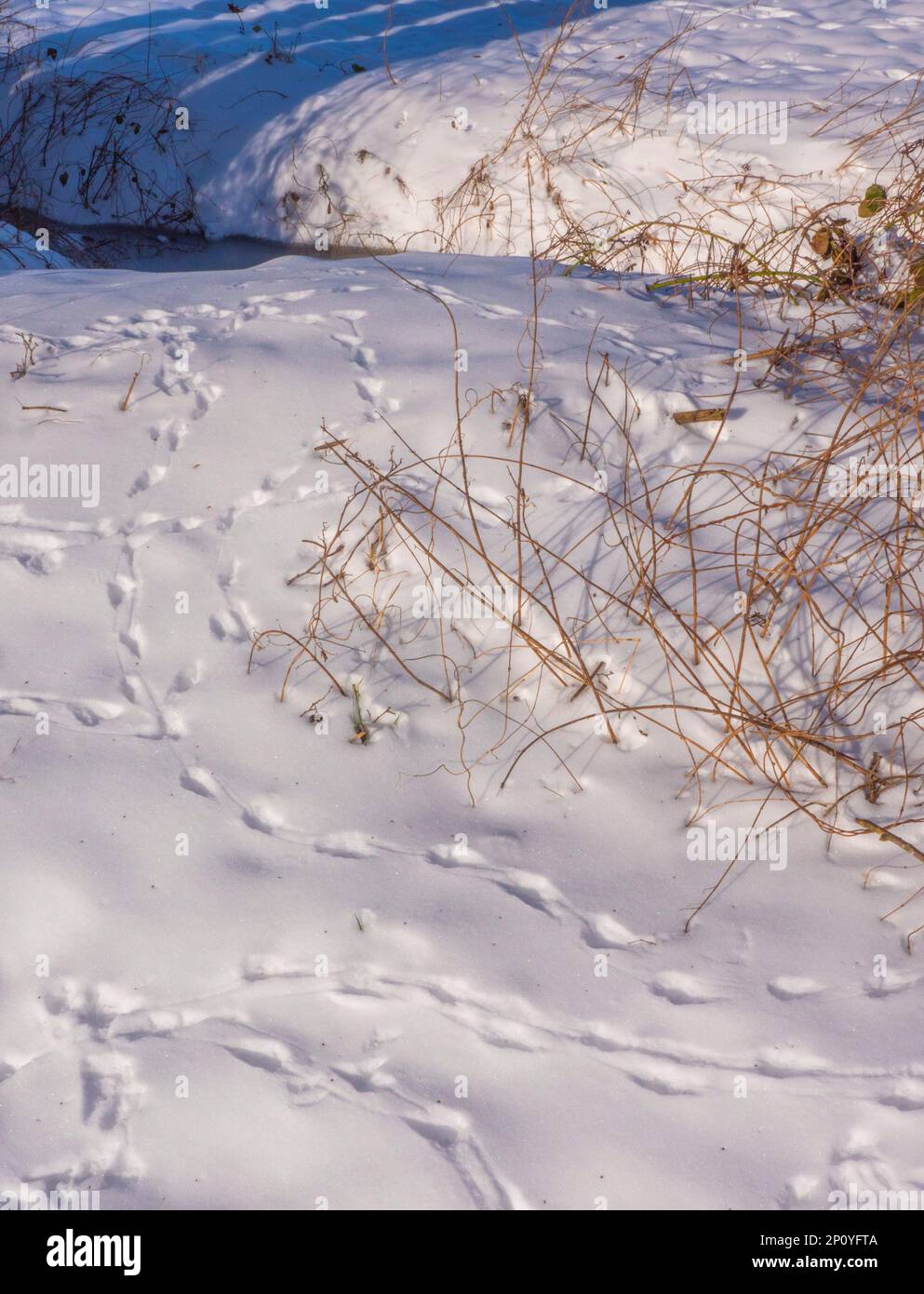Gardenposter hi-res stock photography and images - Alamy