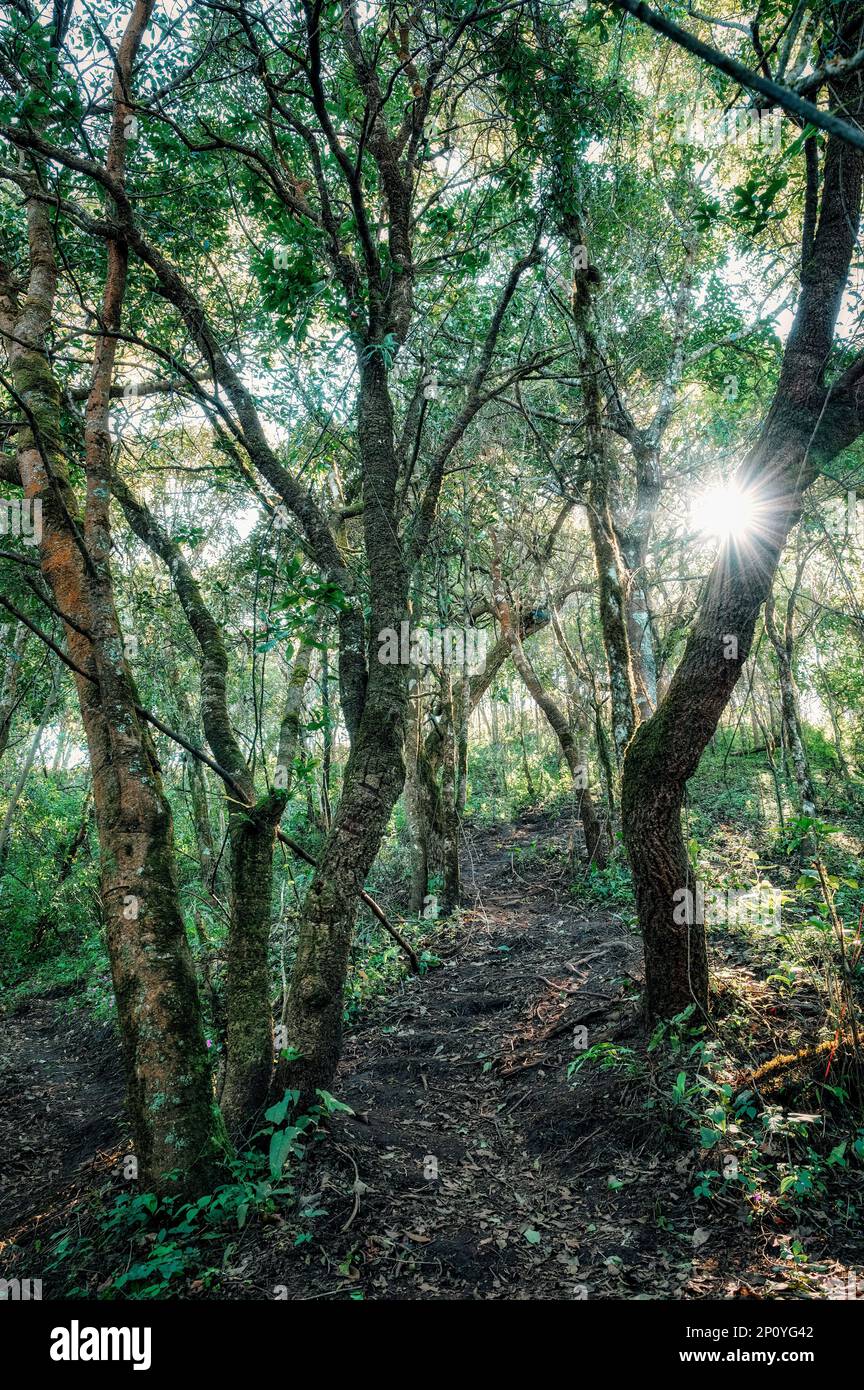 Dense deep tropical rainforest with sunlight shining and trail pathway ...