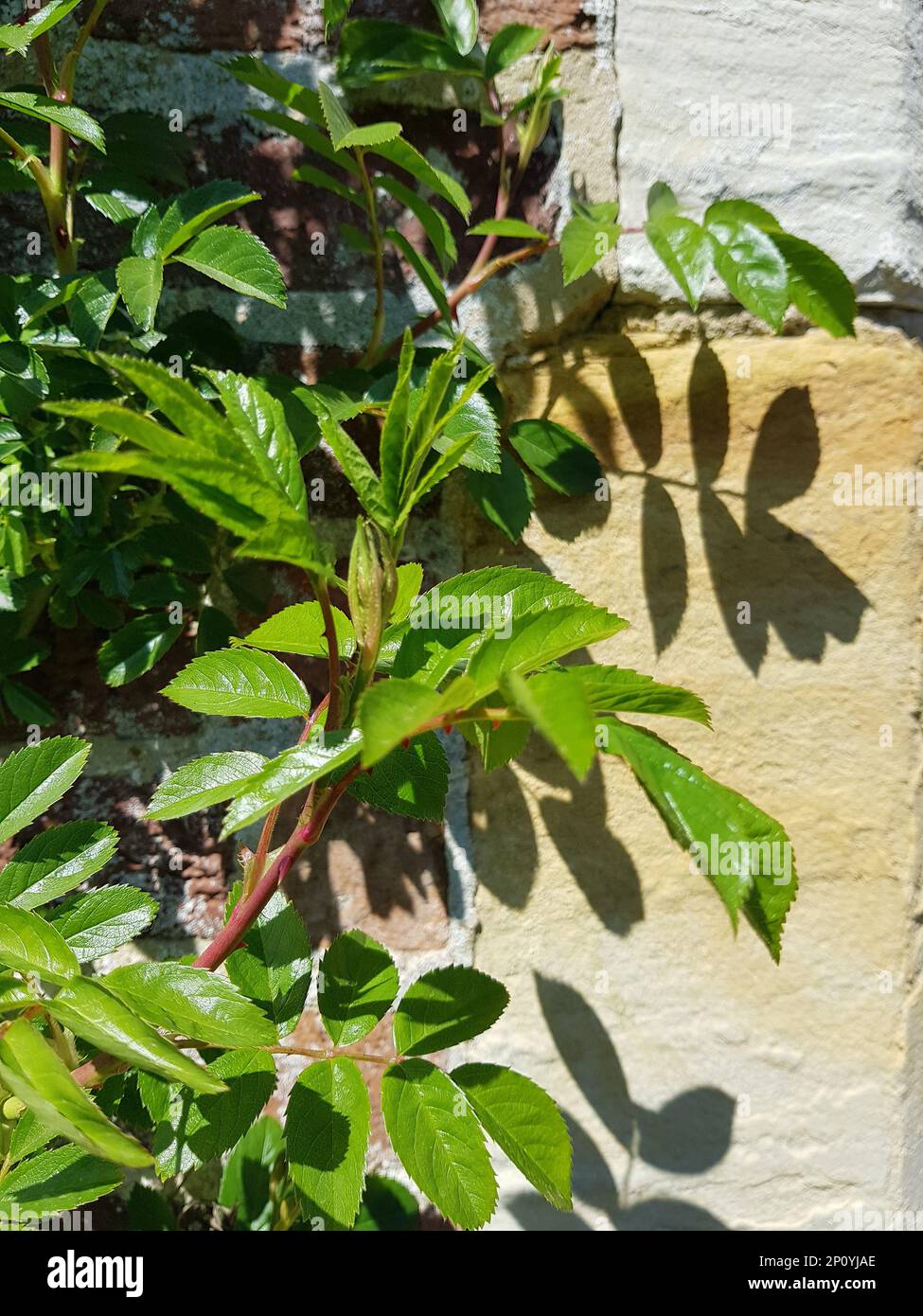 Lathe leaves hi-res stock photography and images - Alamy