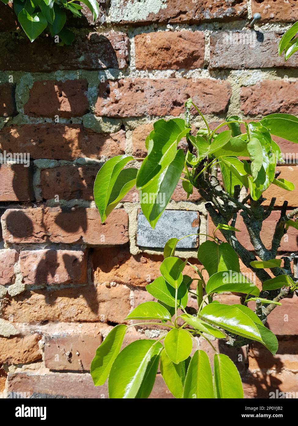 Detail of fresh green leaves against an old red brick wall Stock Photo ...