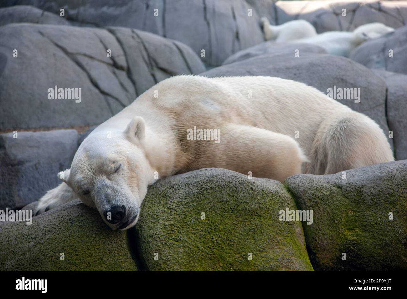 White polar bear sleeping on rocks in zoo enclosure Stock Photo - Alamy