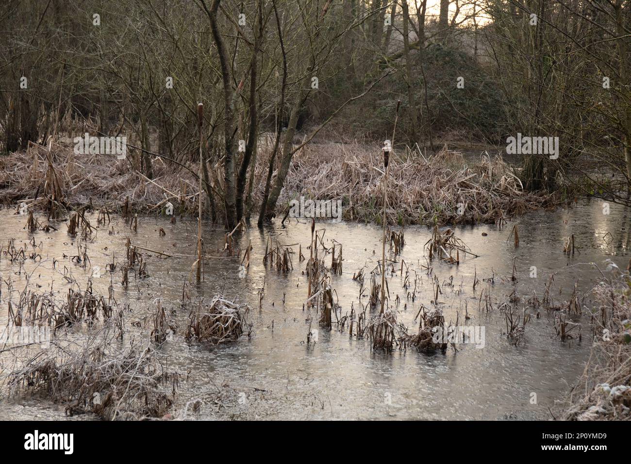 Sunset at the park wetland with reflection on the frost water Stock ...