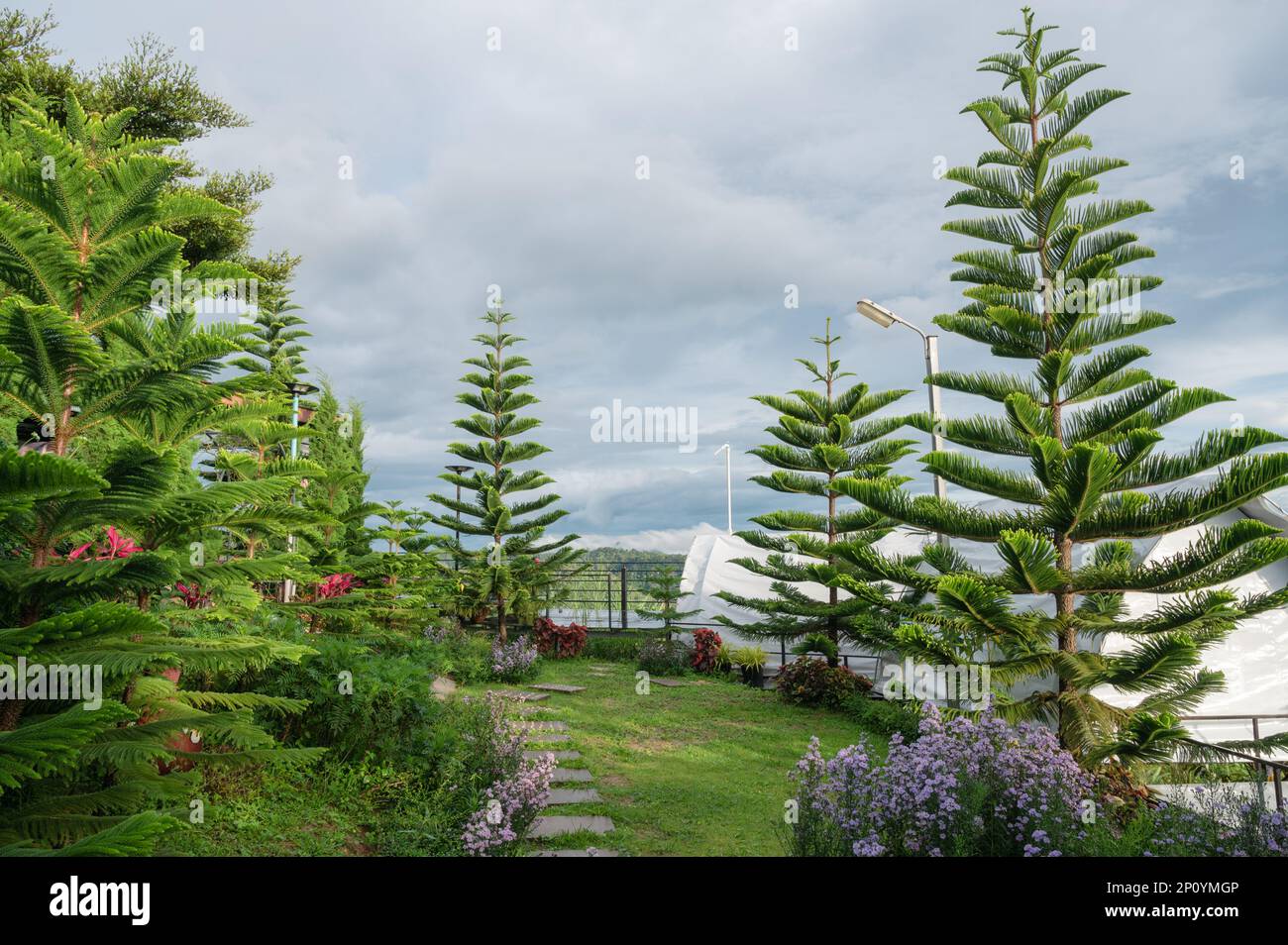 Norfolk Pine Tree Blooms
