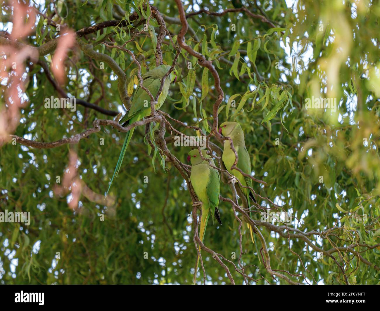 Parakeets in a tree hi-res stock photography and images - Alamy