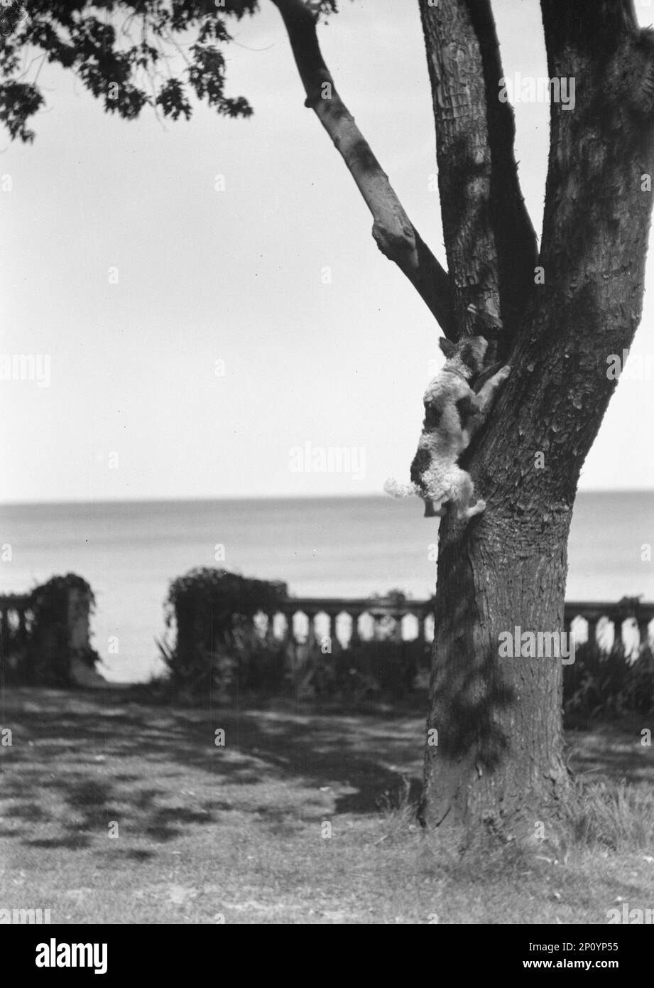 Cosgrave grounds, not before 1917 Stock Photo - Alamy