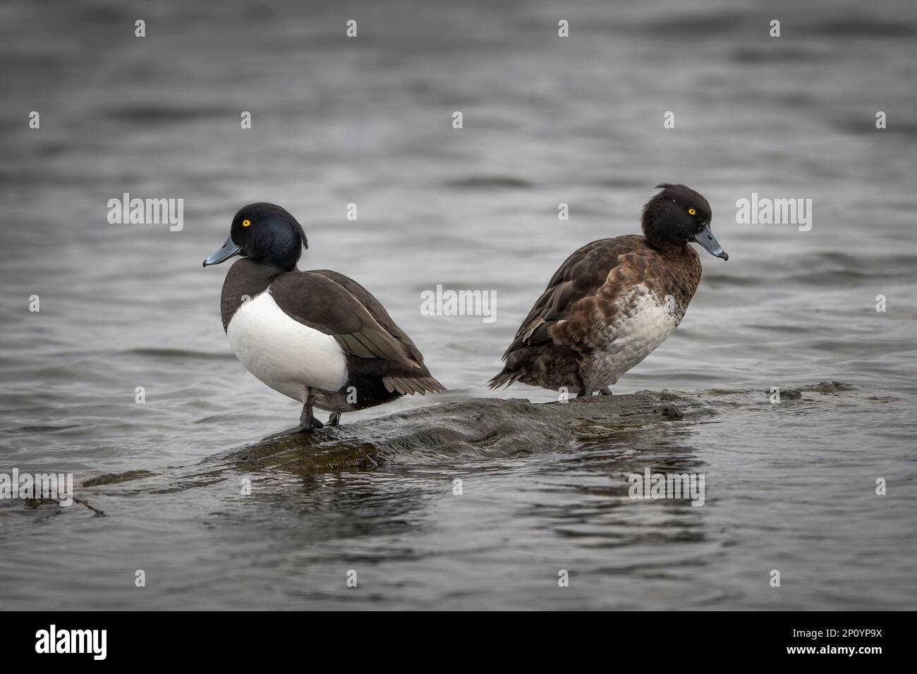 Male and female Tufted ducks sitting on an exposed log in the water ...