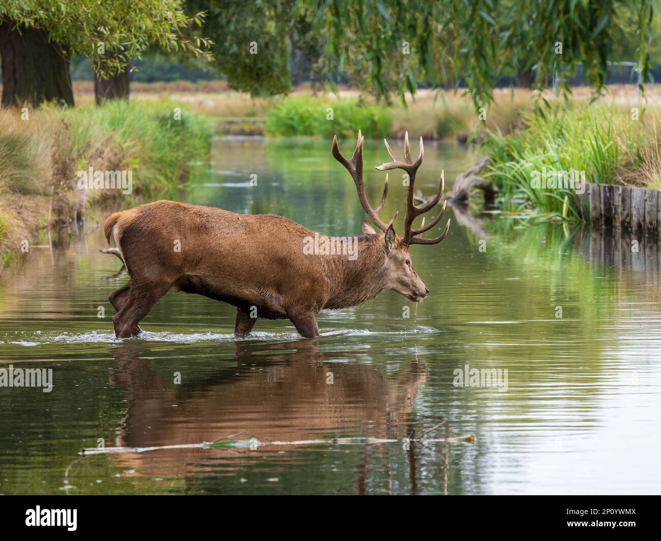 Red Deer Stag Crossing Water Stock Photo - Alamy