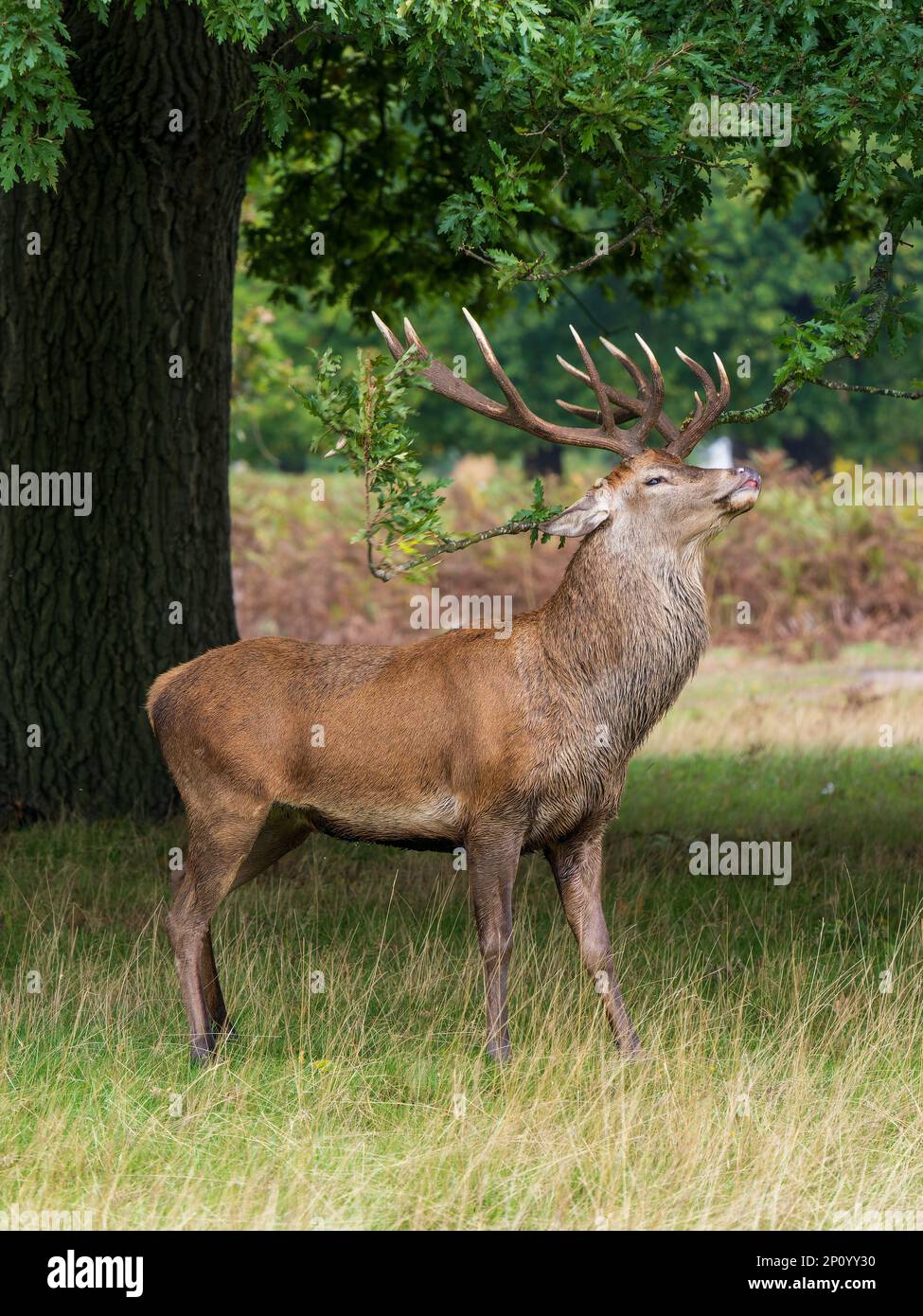 Antler rubbing hi-res stock photography and images - Alamy