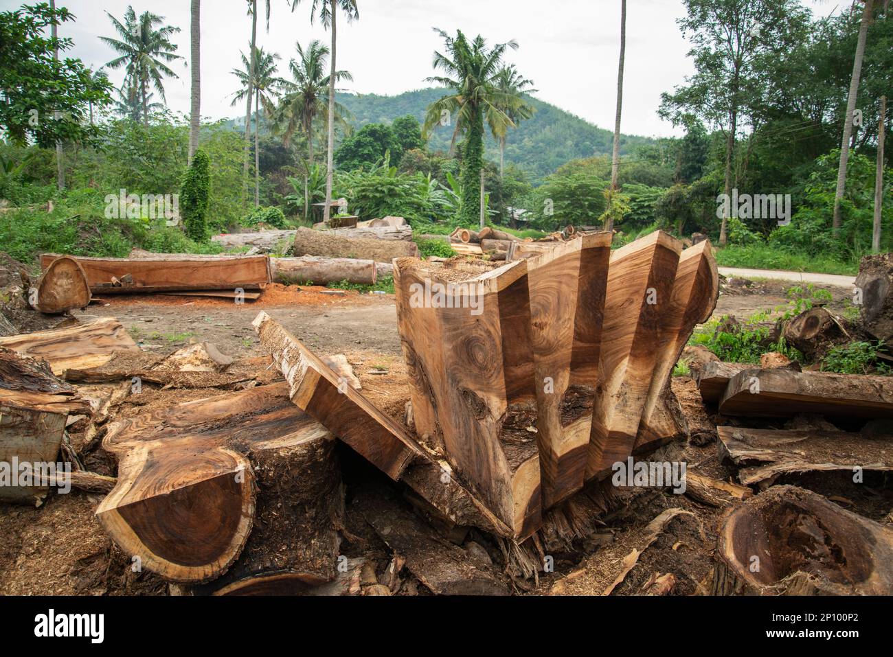 a tropical wood carpentry at the Border Market at the Border of ...