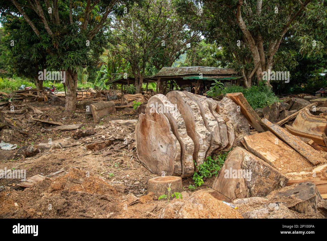 a tropical wood carpentry at the Border Market at the Border of ...