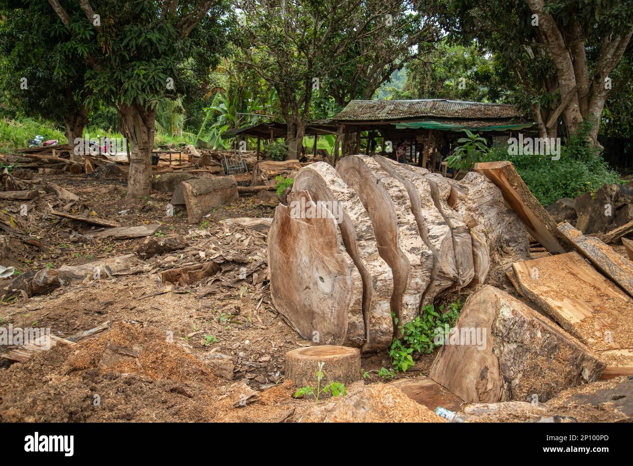 a tropical wood carpentry at the Border Market at the Border of ...