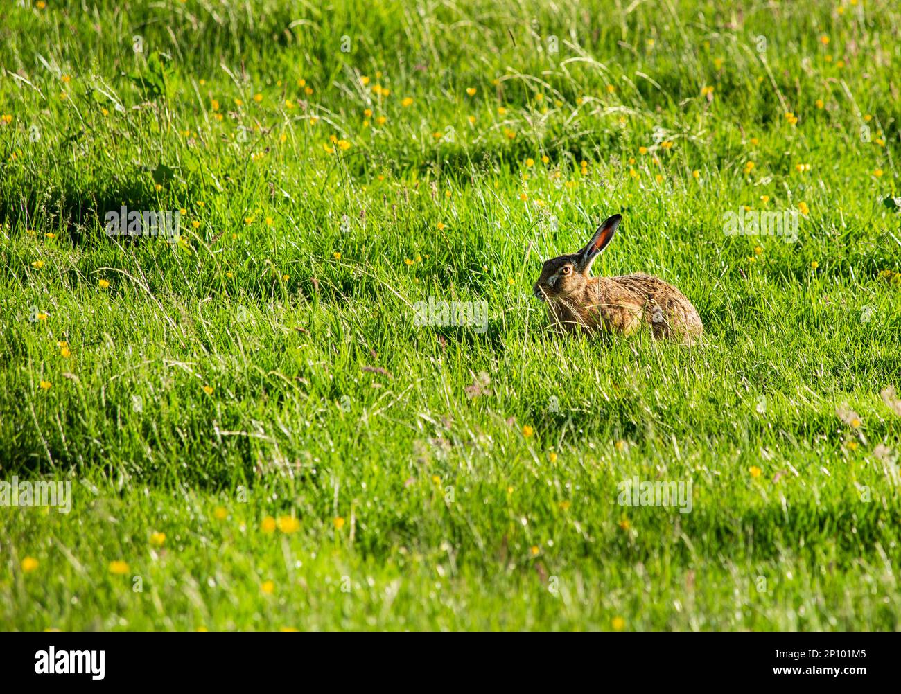English wild animals hi-res stock photography and images - Alamy