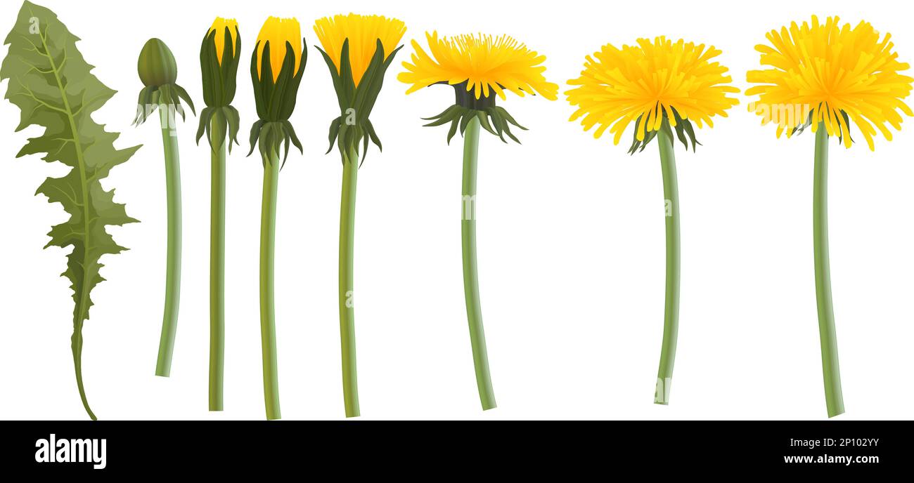 Dandelion leaves and bloom Stock Vector Images - Alamy