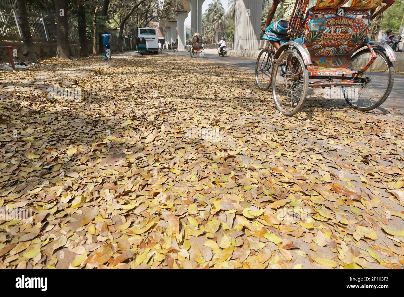 Dhaka, Bangladesh - March 03, 2023: With the arrival of spring seasons ...