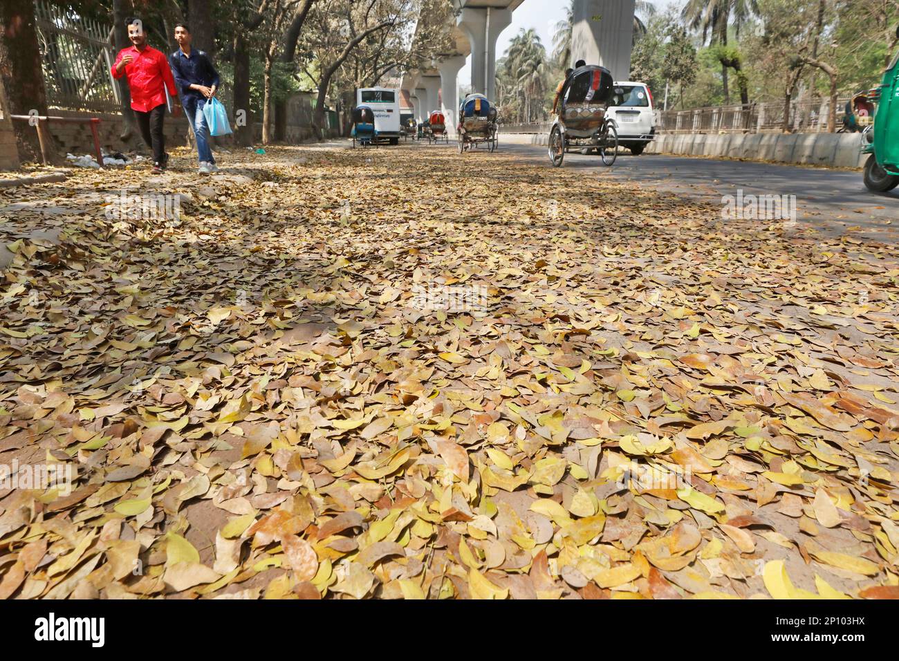Dhaka, Bangladesh - March 03, 2023: With the arrival of spring seasons ...