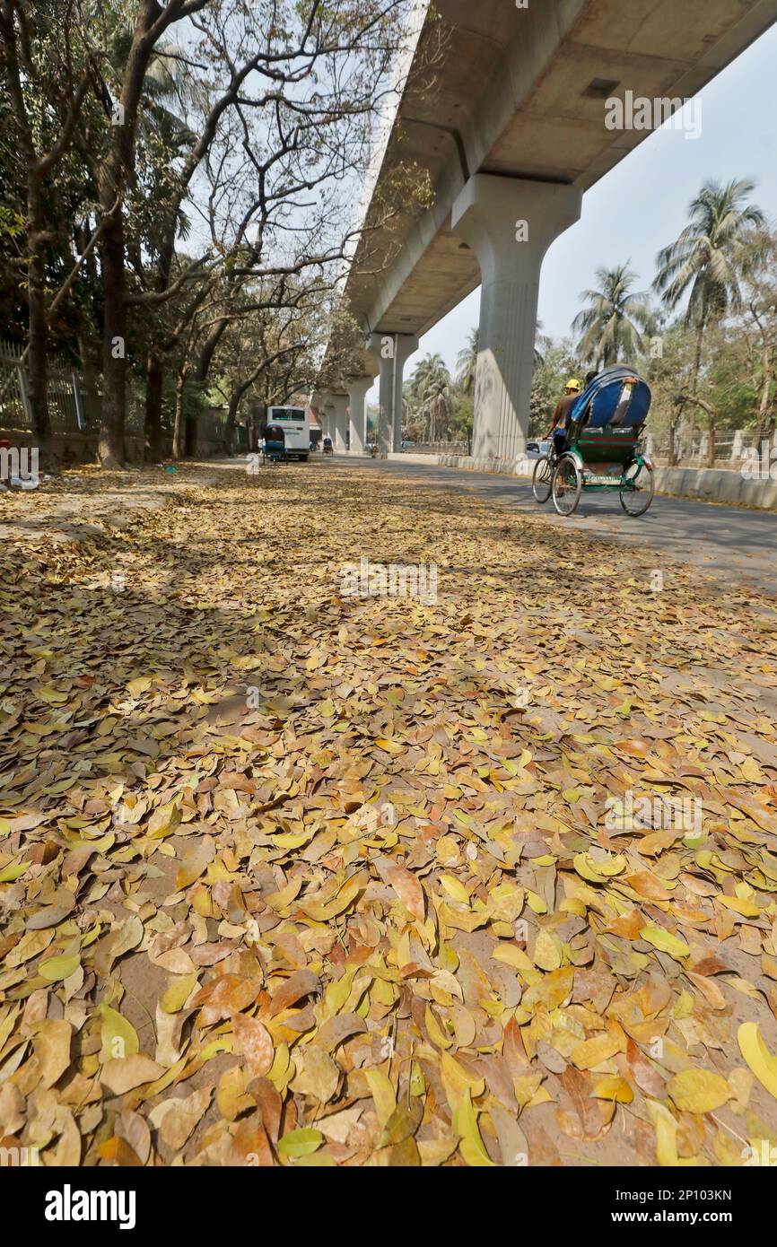 Dhaka, Bangladesh - March 03, 2023: With the arrival of spring seasons ...