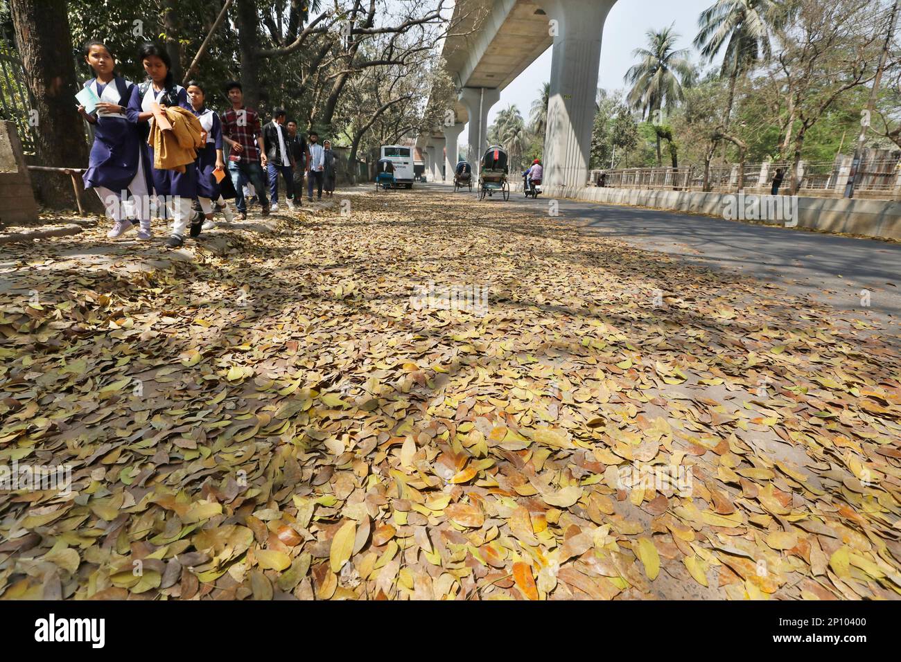 Dhaka, Bangladesh - March 03, 2023: With the arrival of spring seasons ...