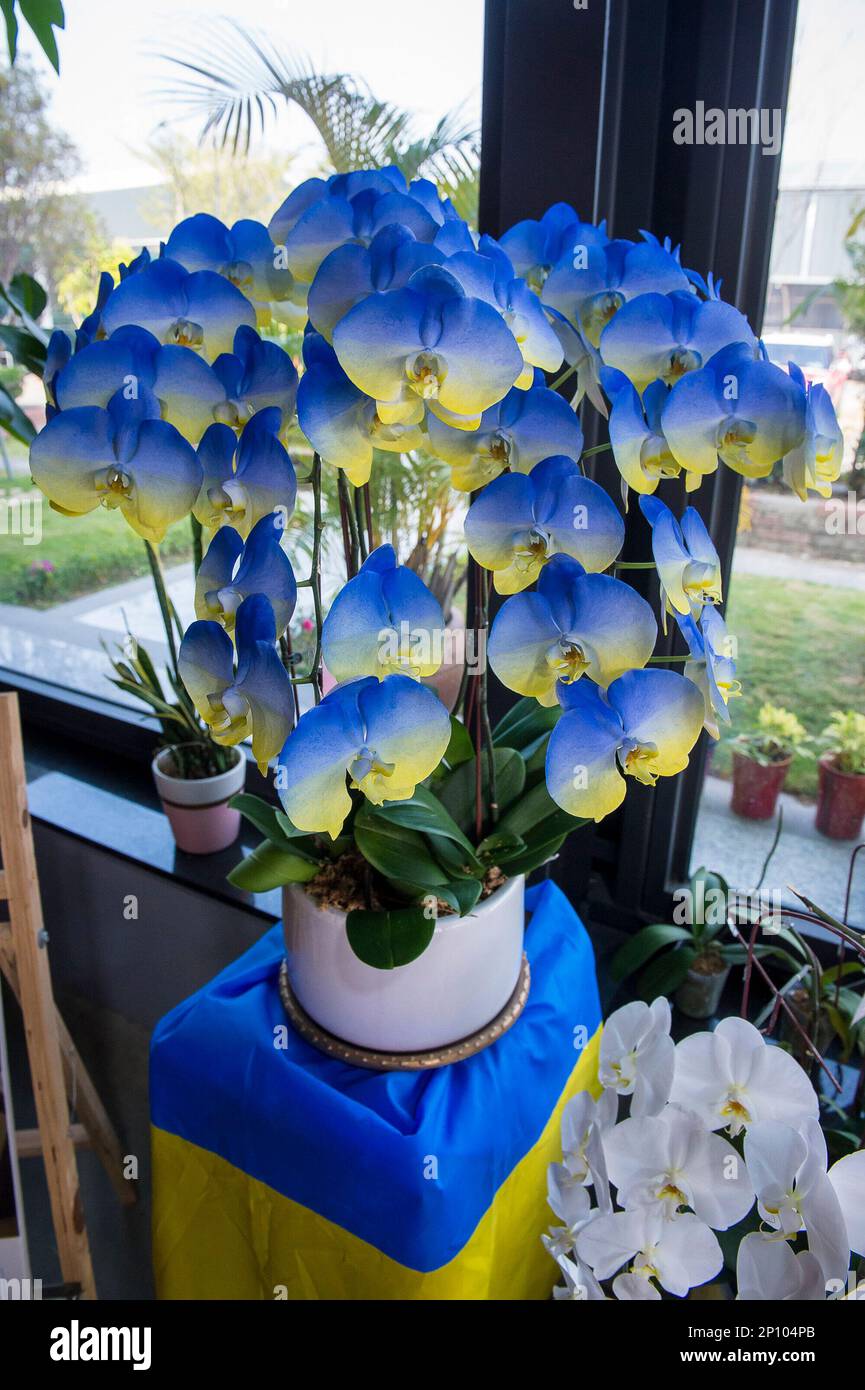 Tainan, China. 03rd Mar, 2023. Orchids in the colors of the Ukrainian ...