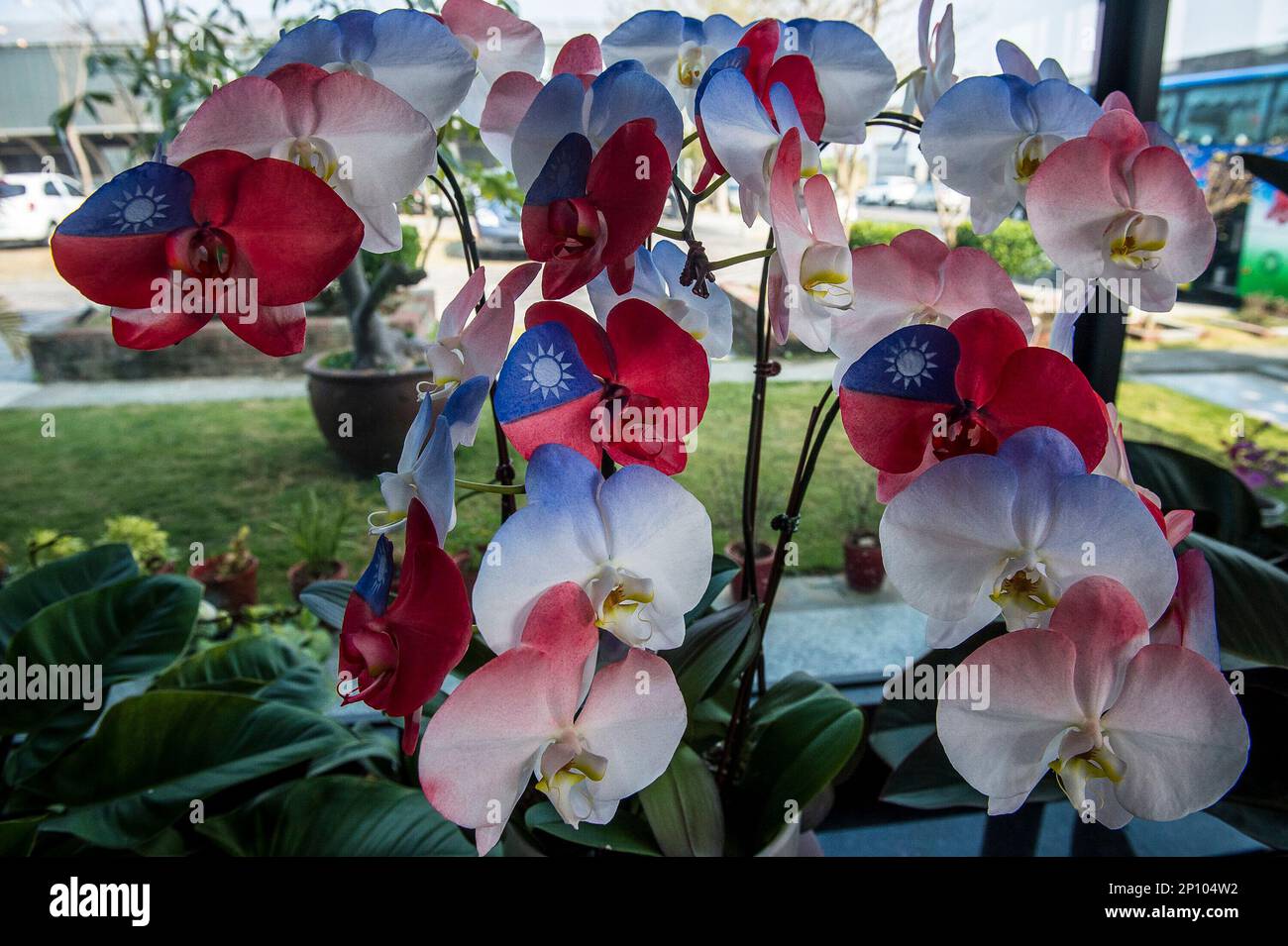 Tainan, China. 03rd Mar, 2023. Orchids in the colors of the Taiwanese ...