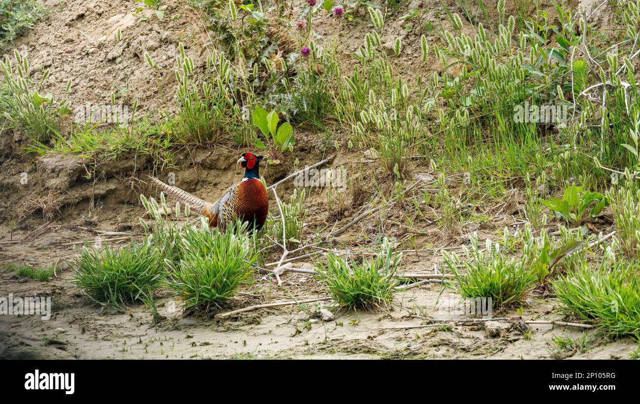 Wild Pheasant in the grassland of the Danube Delta Stock Photo - Alamy