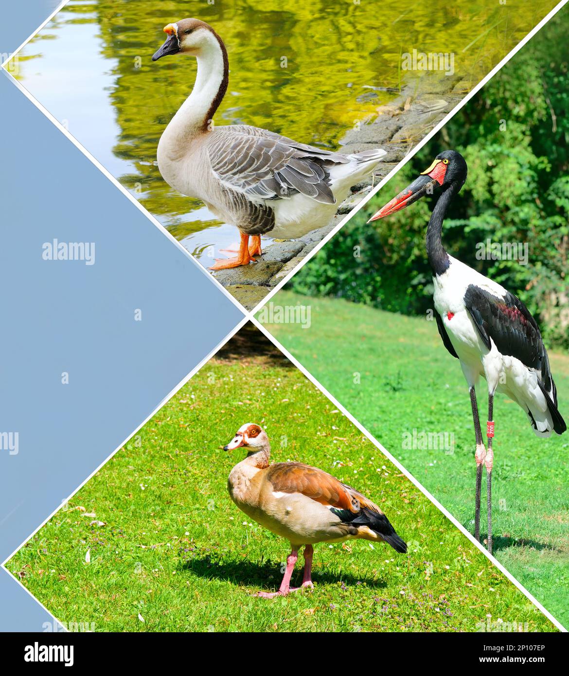 Collage duck hi-res stock photography and images - Alamy