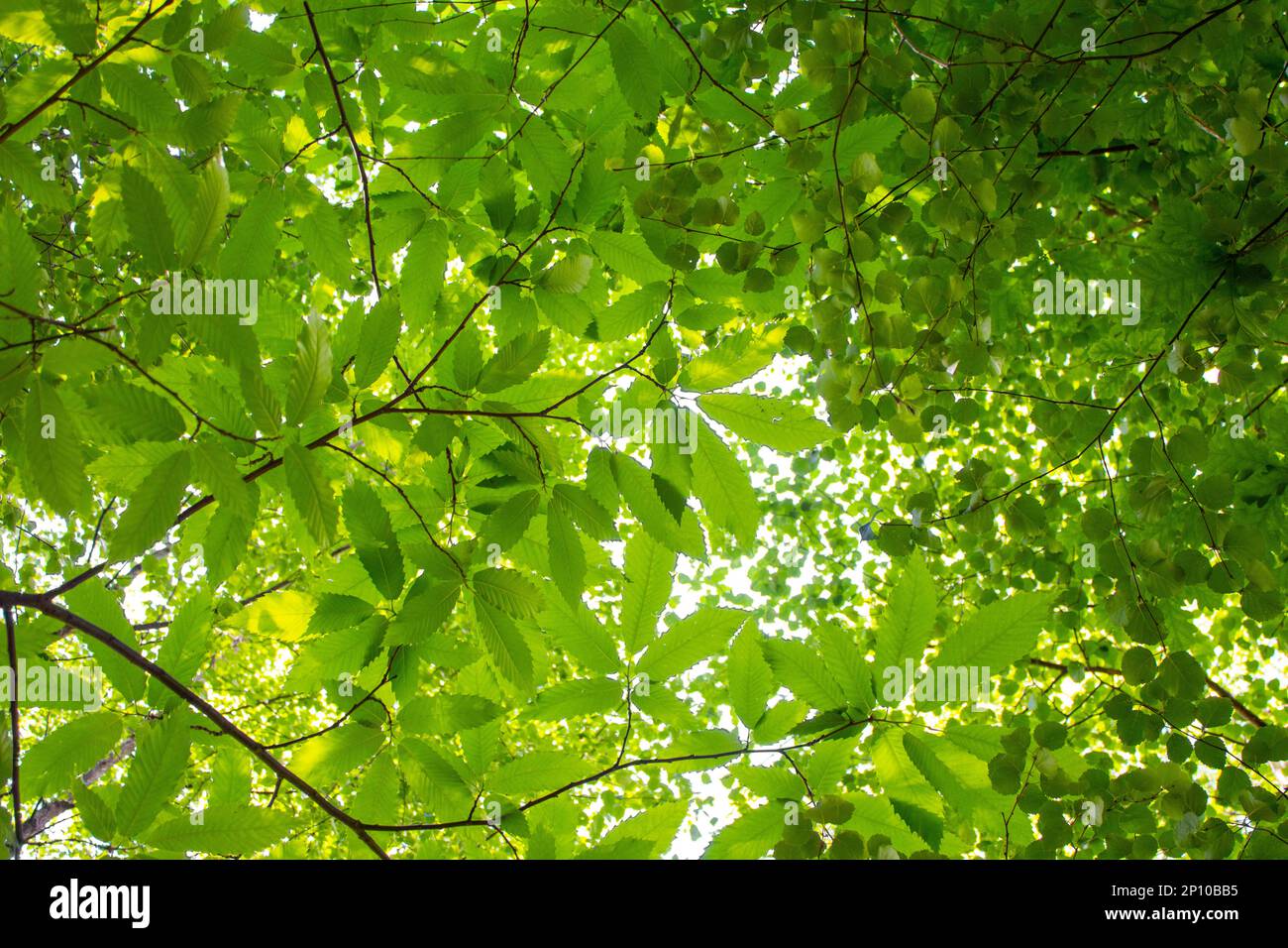 Tree canopy with sunlight shining through the green leaves Stock Photo ...