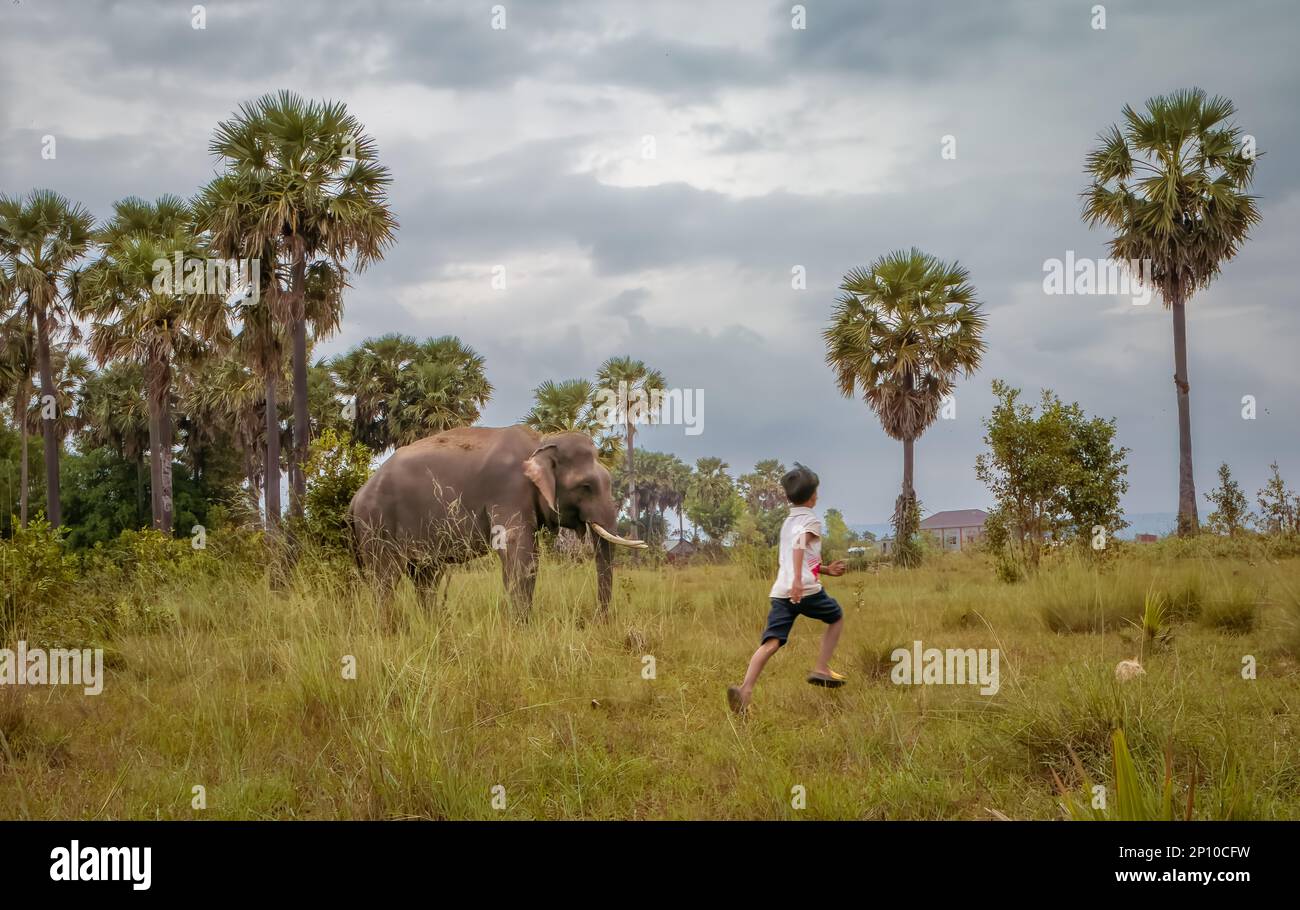 A young boy runs past an Asian elephant with tusks in scrub land at ...