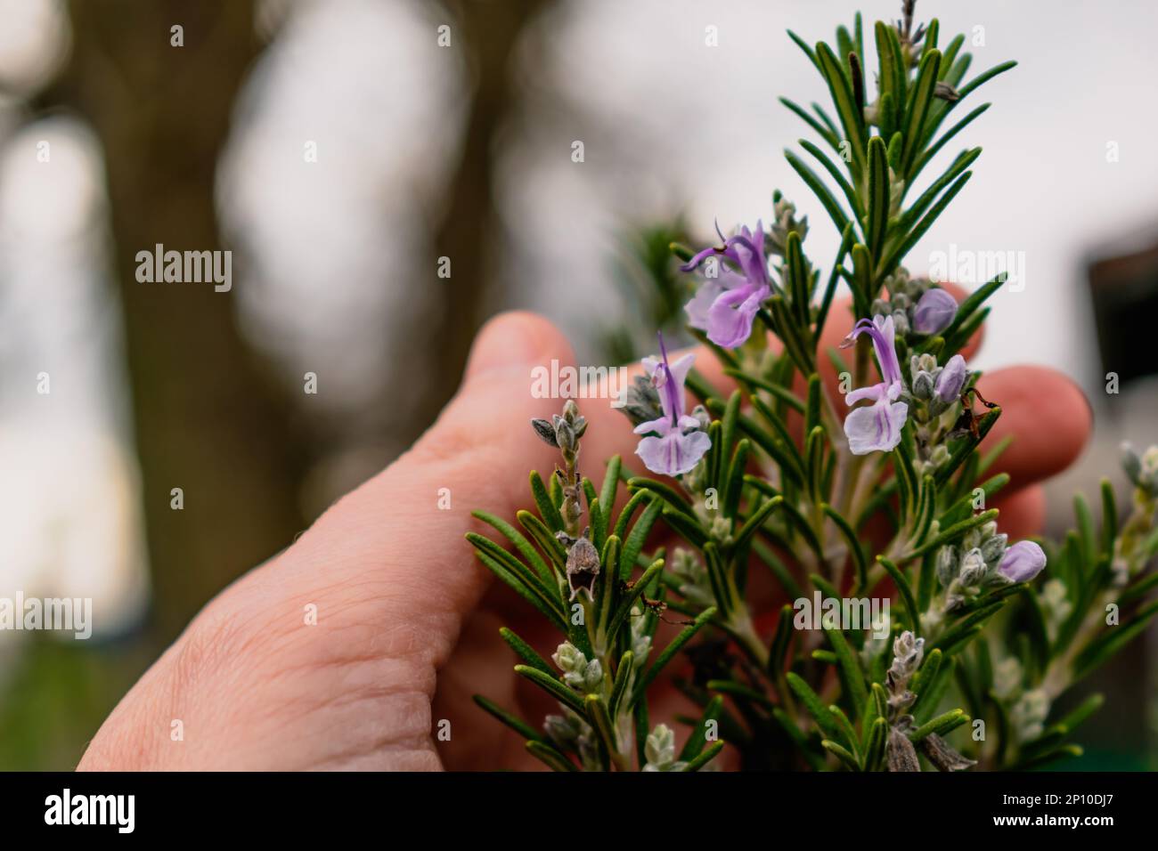 Rosemary herb blossoming in the garden, blue and purple, rosmarinus ...
