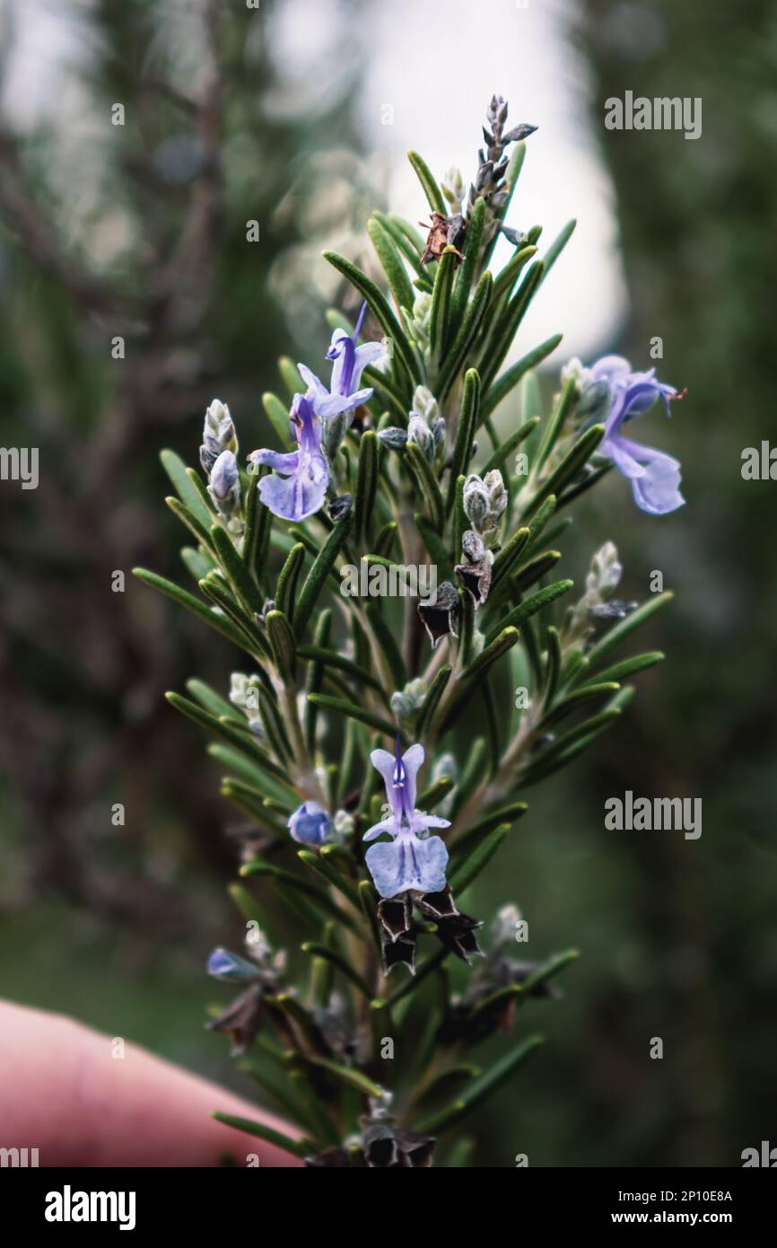 Rosemary herb blossoming in the garden, blue and purple, rosmarinus ...
