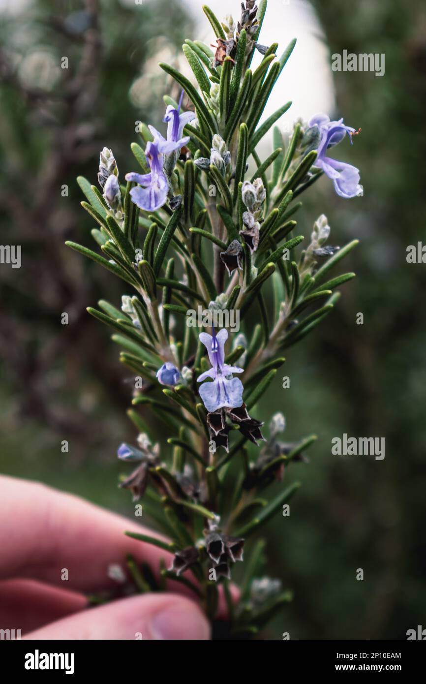 Rosemary herb blossoming in the garden, blue and purple, rosmarinus ...
