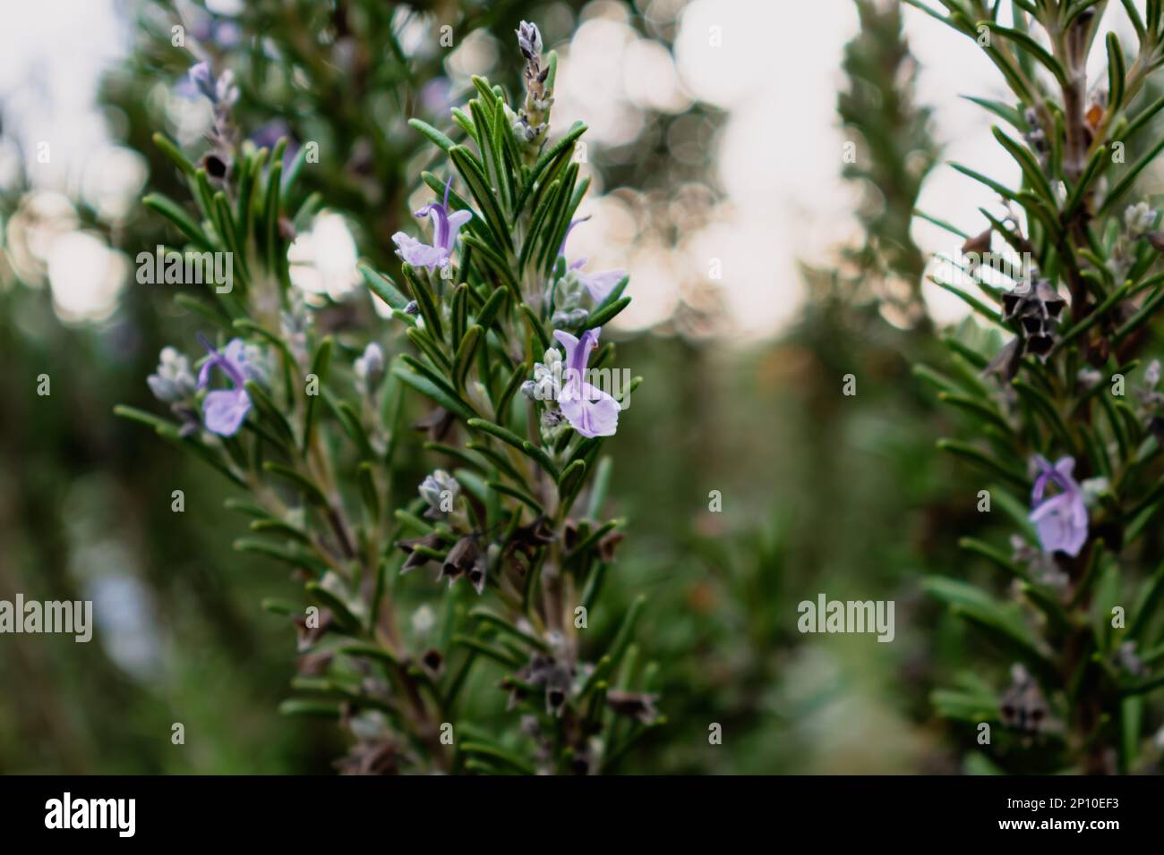 Rosemary herb blossoming in the garden, blue and purple, rosmarinus ...