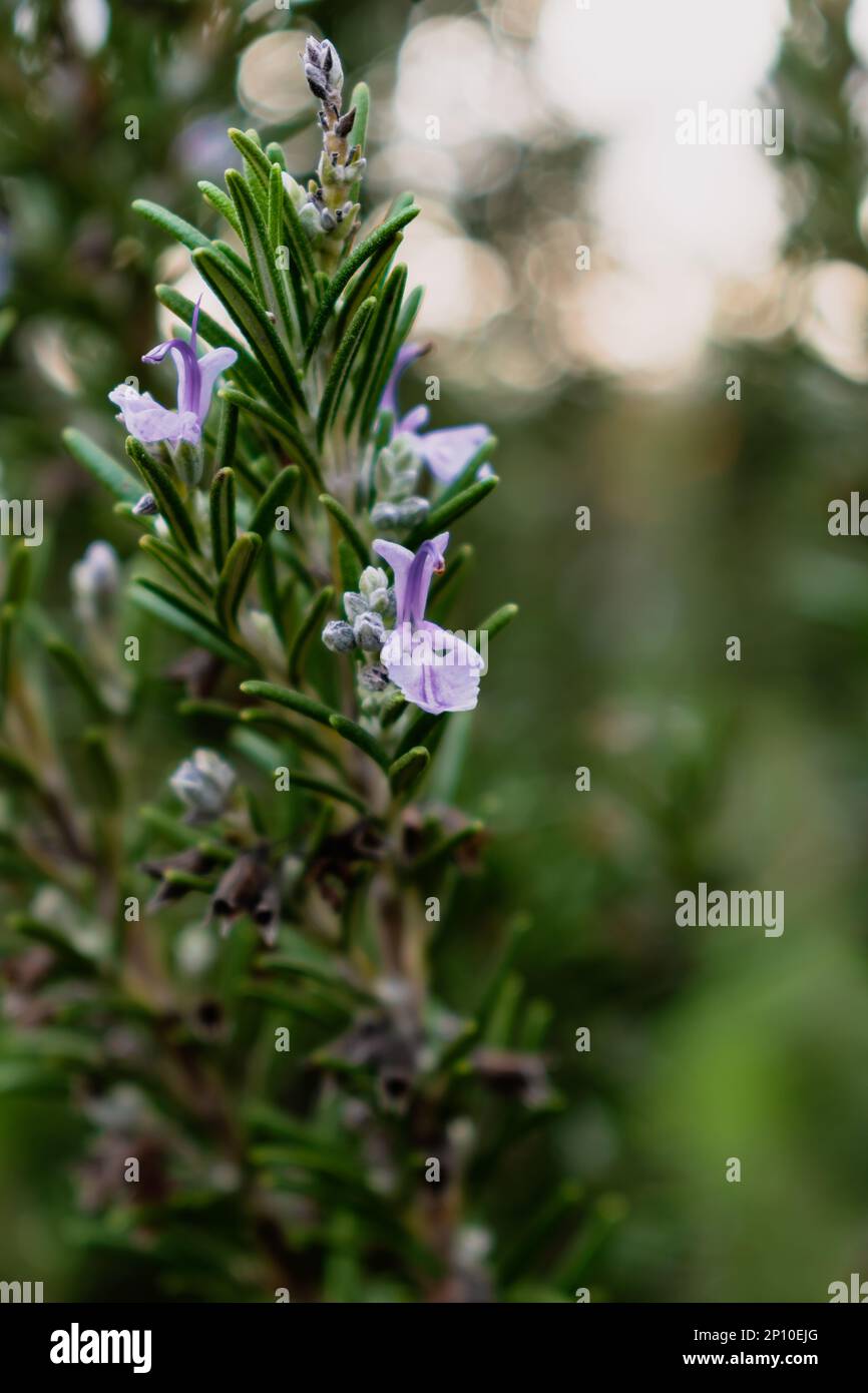 Rosemary herb blossoming in the garden, blue and purple, rosmarinus ...