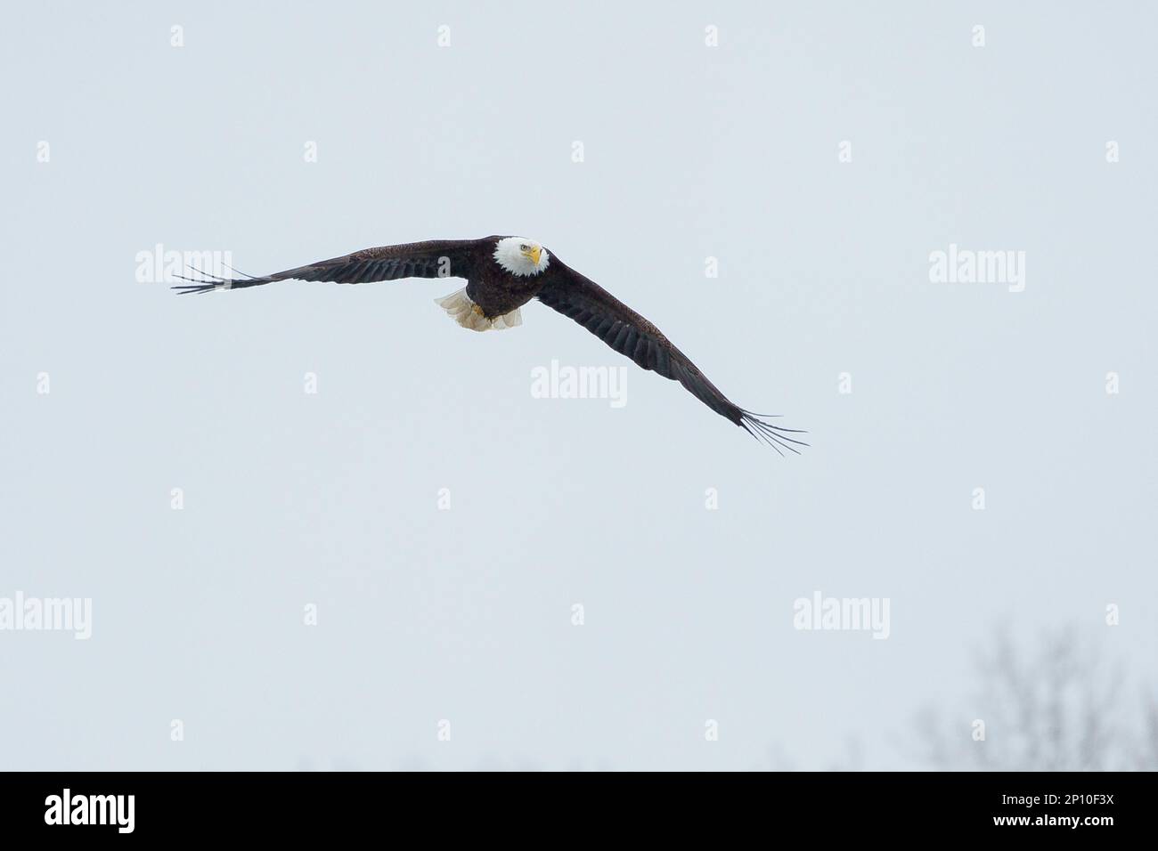 A bald eagle soaring through the sky, showing its majestic wingspan ...