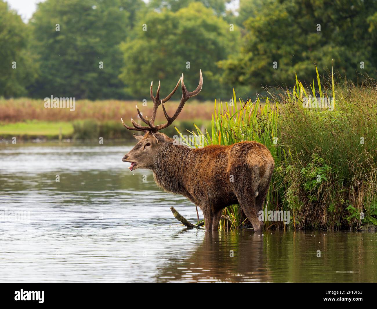 Red Deer Stag Drinking Water Stock Photo - Alamy