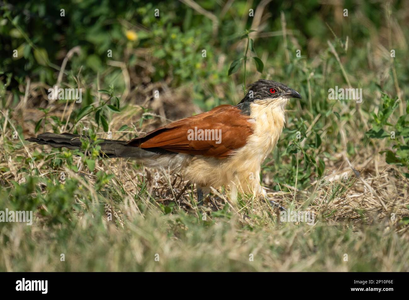 Coppery-tailed coucal walks through undergrowth in sunshine Stock Photo ...