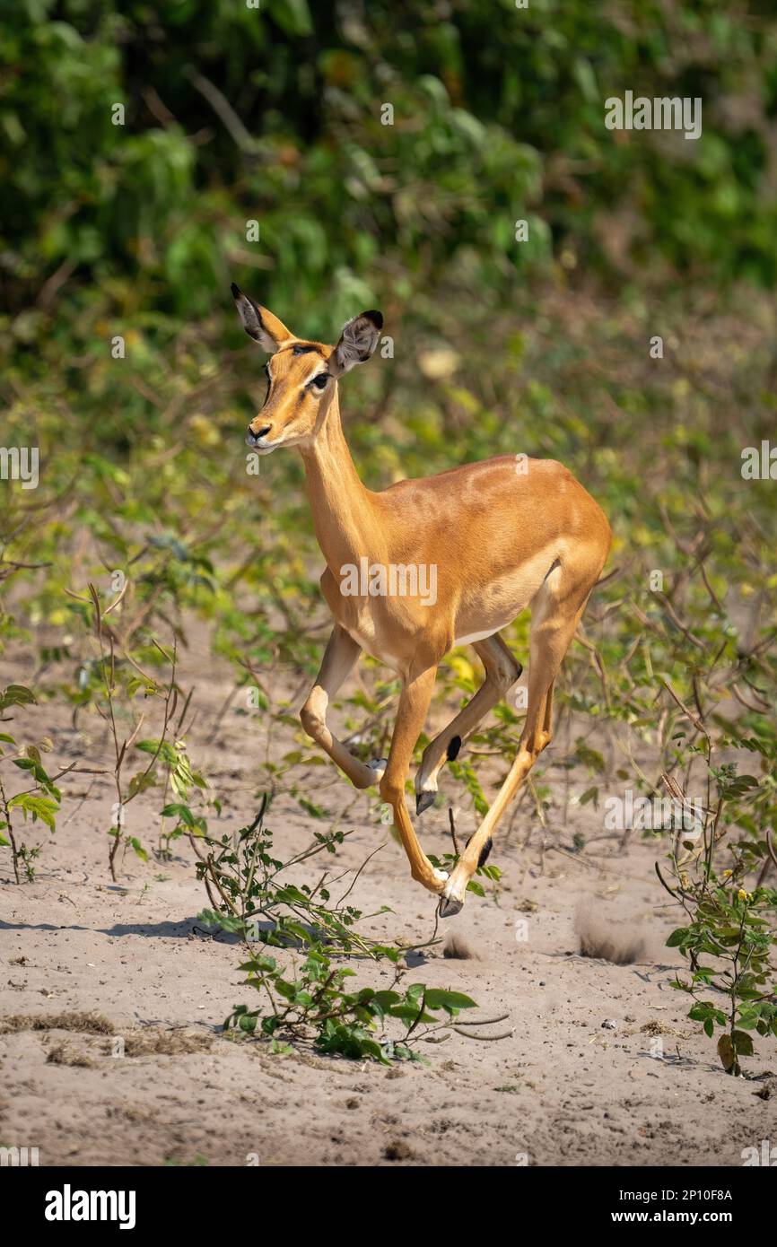 Female common impala runs across sunny riverbank Stock Photo - Alamy