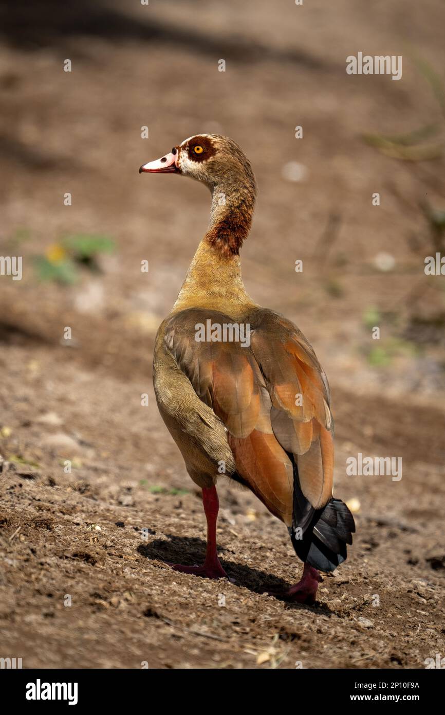 Egyptian goose walks in sunshine turning head Stock Photo - Alamy