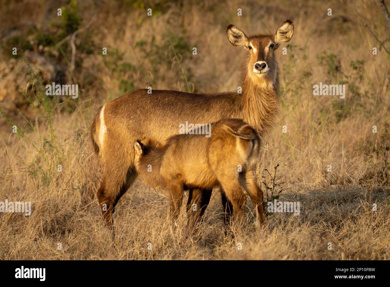 Common waterbuck baby hi-res stock photography and images - Alamy