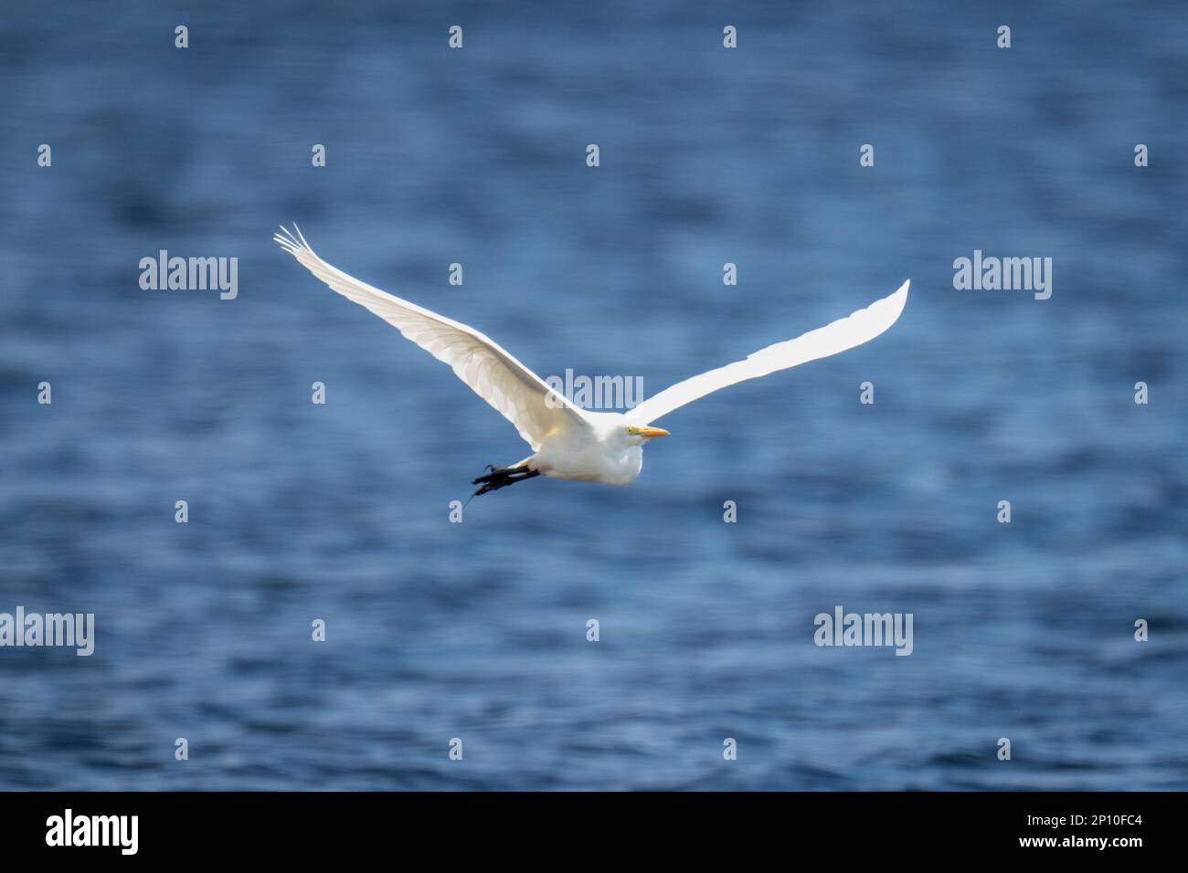 Great egret crosses river with wings spread Stock Photo - Alamy