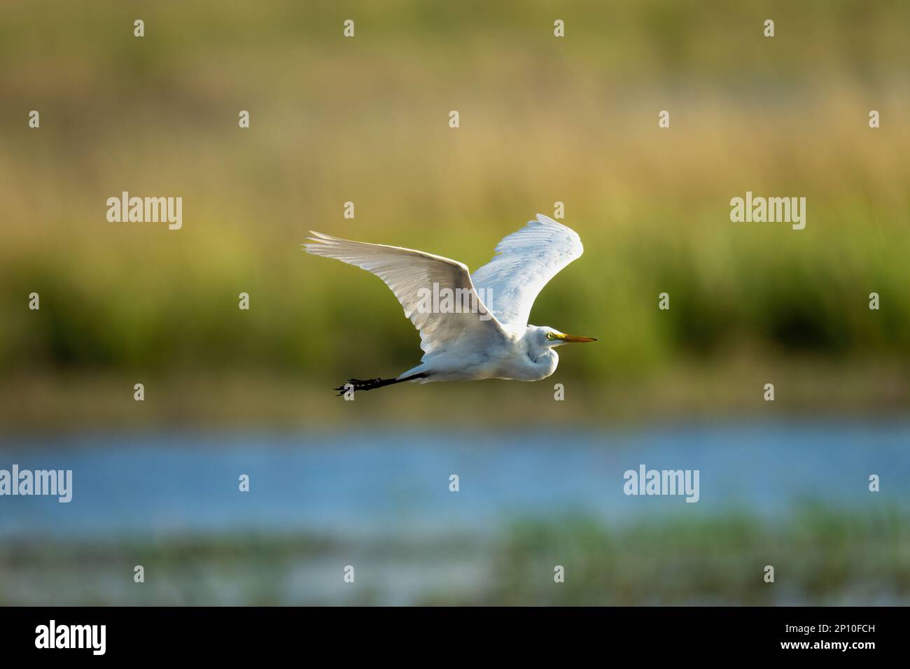 Great egret flies along river in sunshine Stock Photo - Alamy
