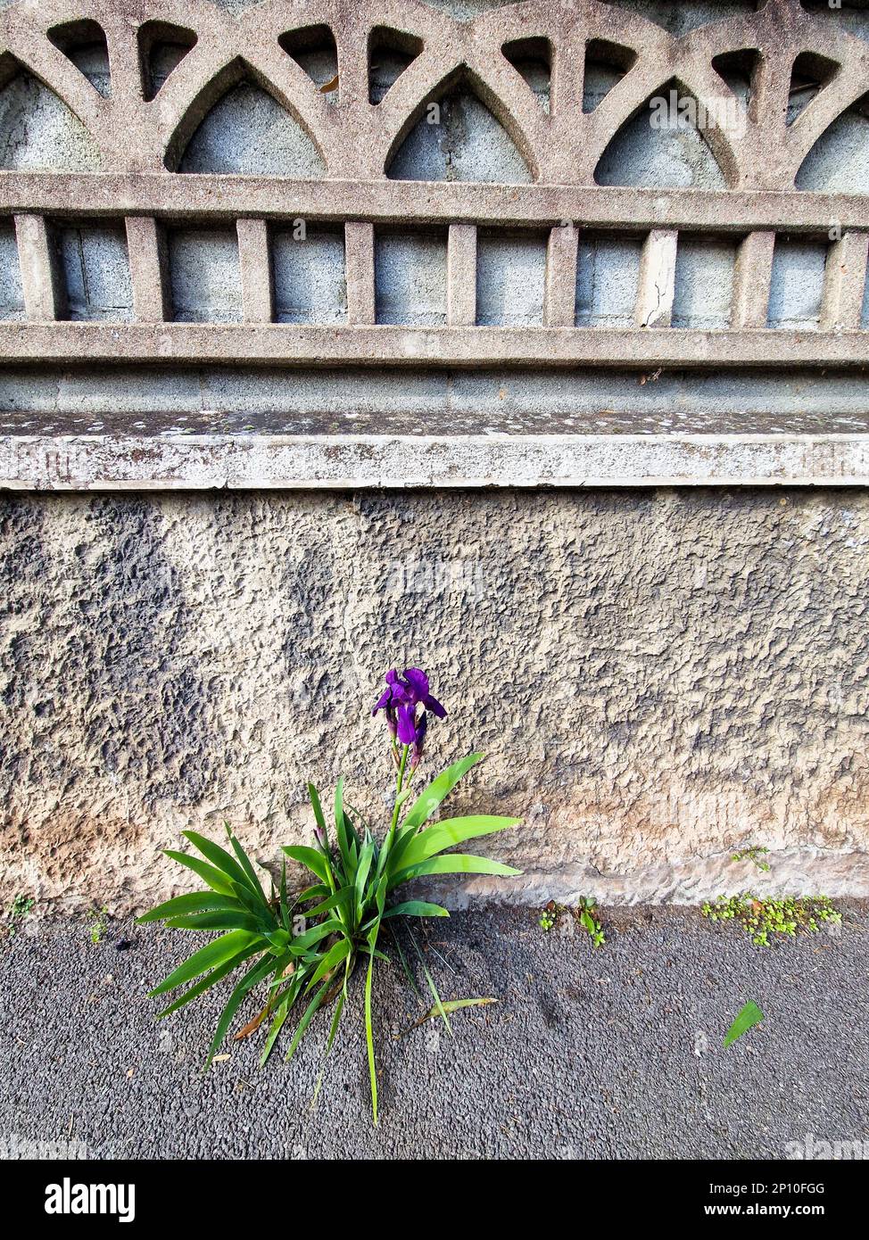 Early springtime. Purple iris flower growing between concrete and ...