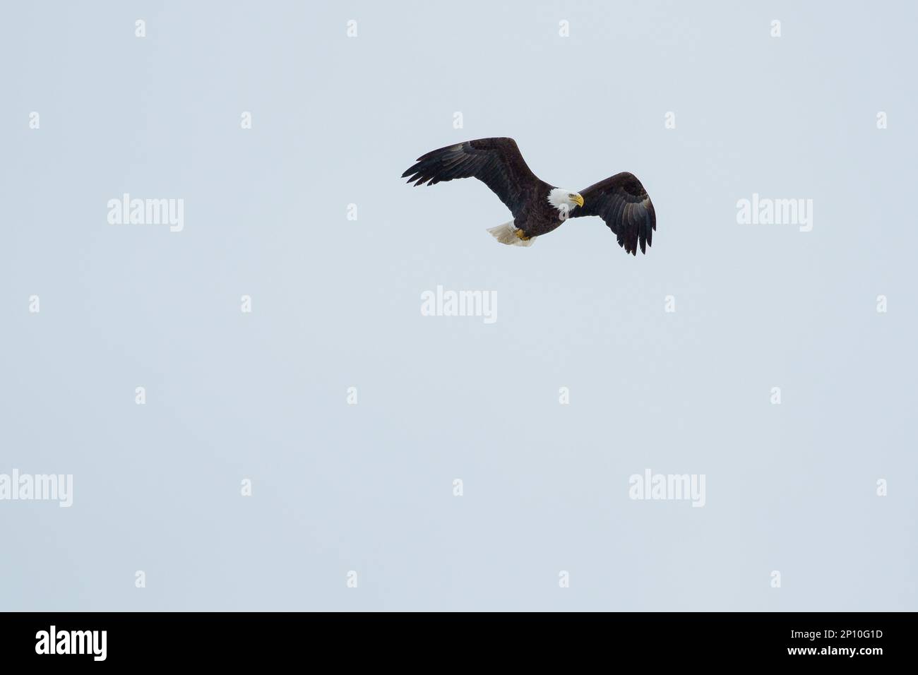 A bald eagle soaring through the sky, showing its majestic wingspan ...