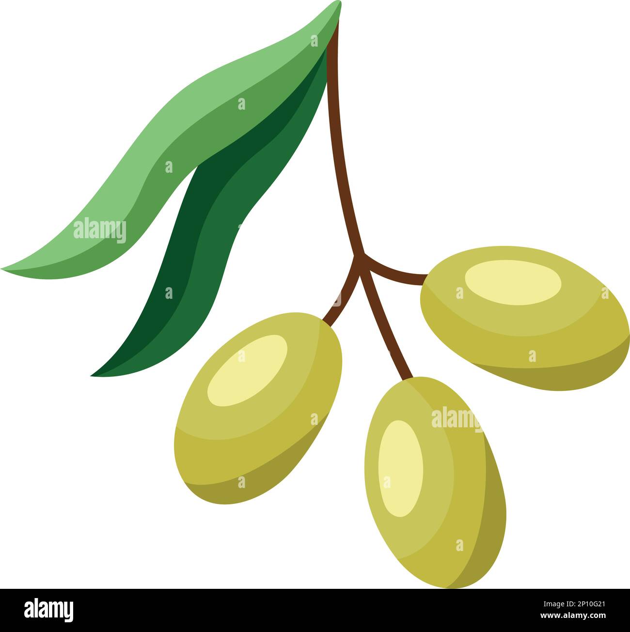Branch olives fruits leaves Stock Vector Images - Alamy