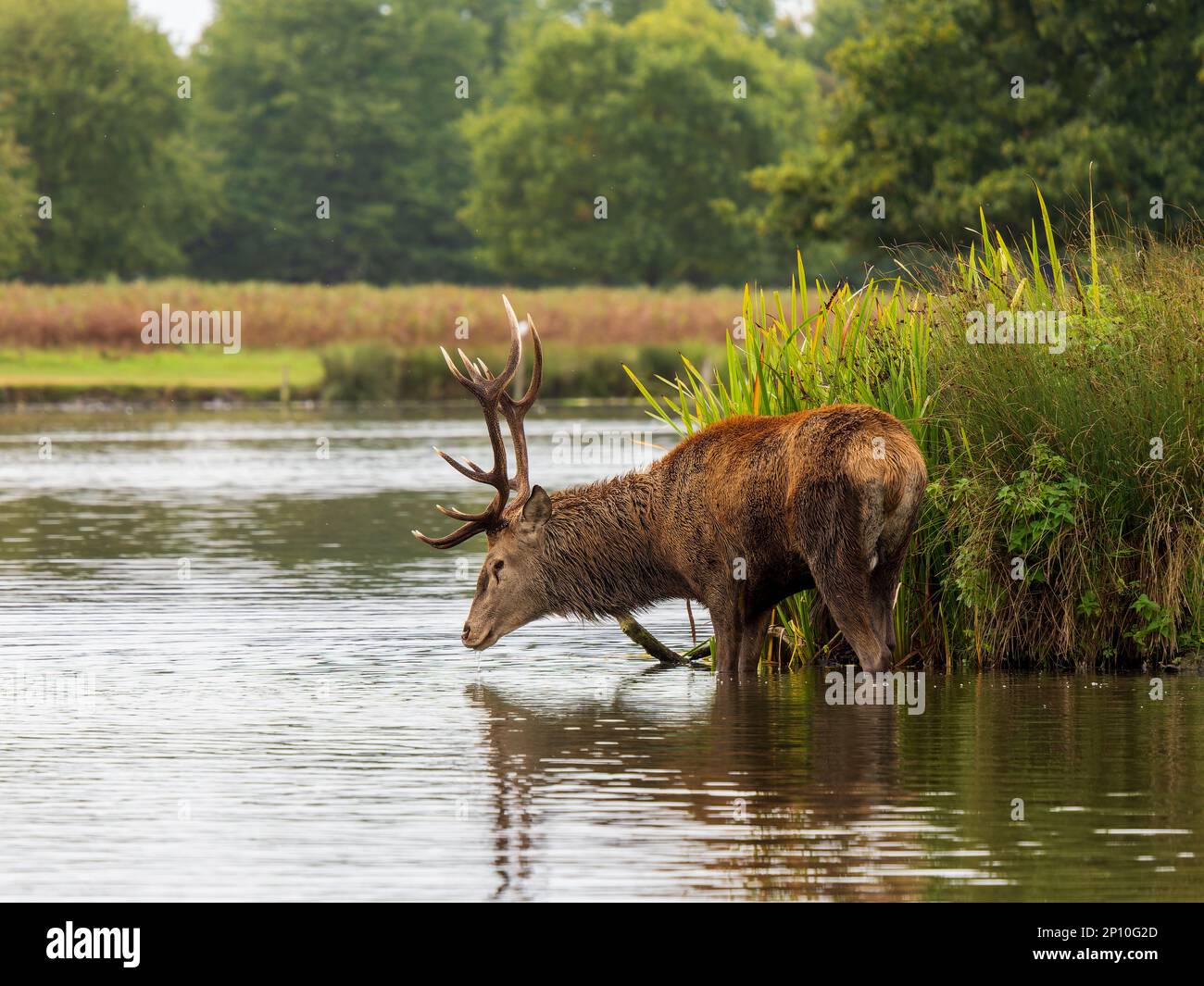 Red deer stag drinking hi-res stock photography and images - Alamy