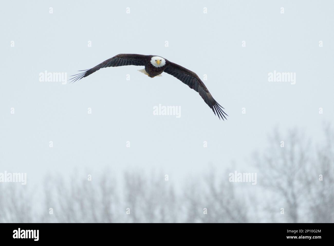 A bald eagle soaring through the sky, showing its majestic wingspan ...