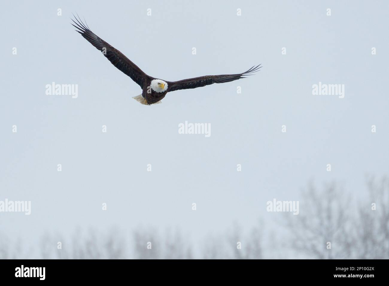A bald eagle soaring through the sky, showing its majestic wingspan ...