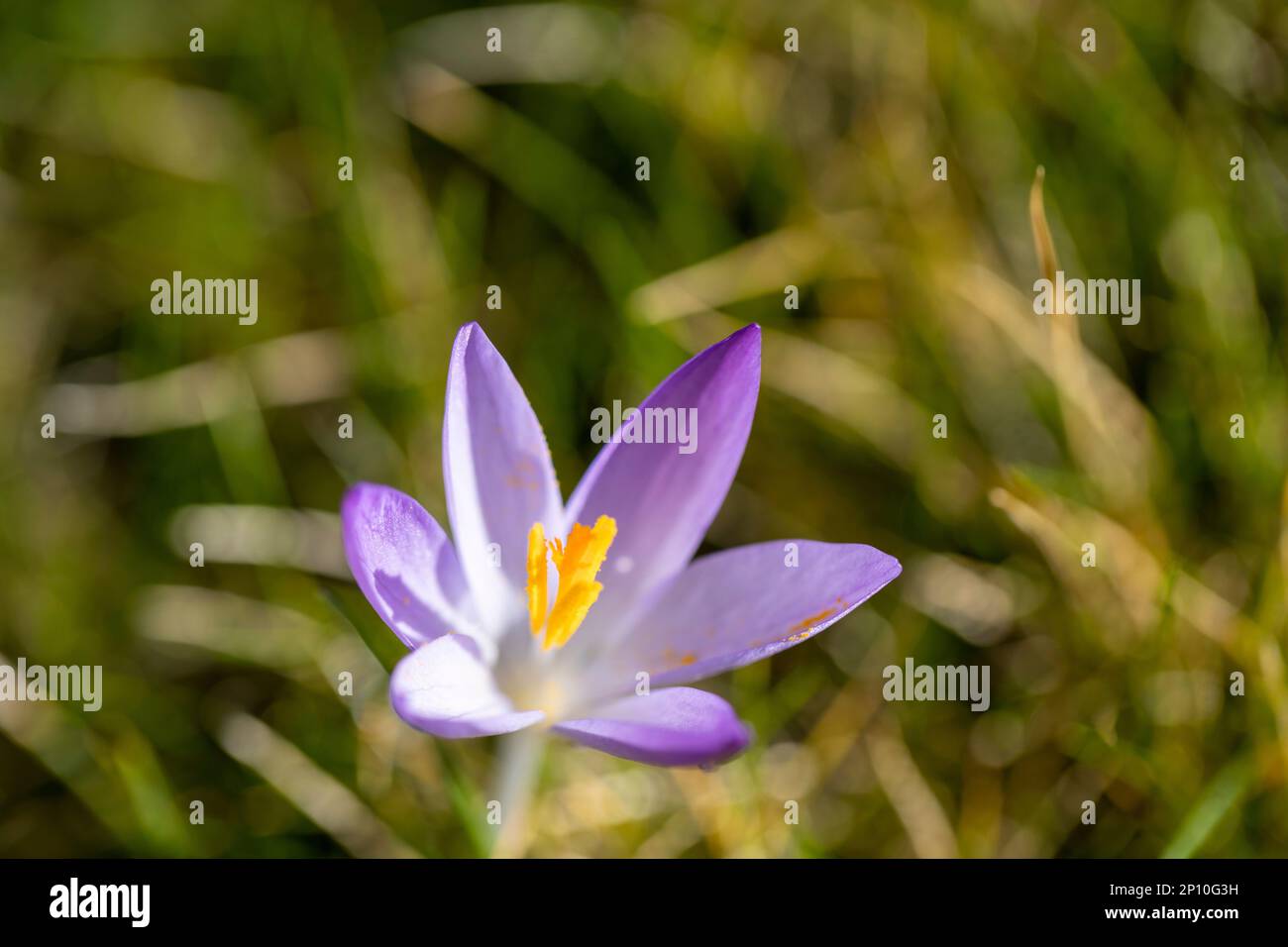 A vibrant purple flower stands out amongst lush, green grass in an ...