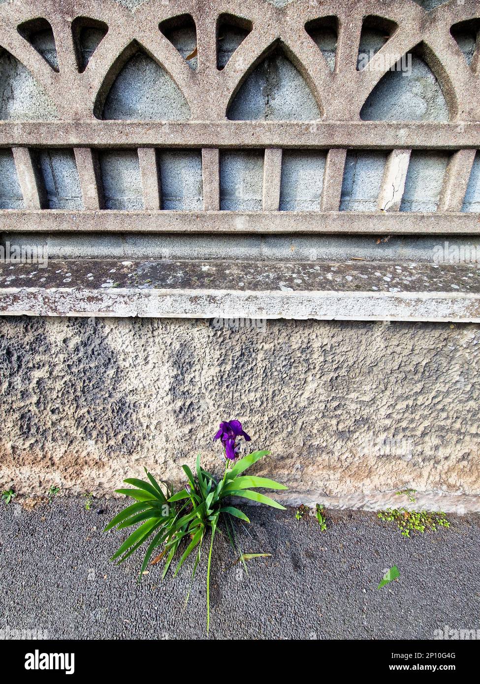 Early springtime. Purple iris flower growing between concrete and ...