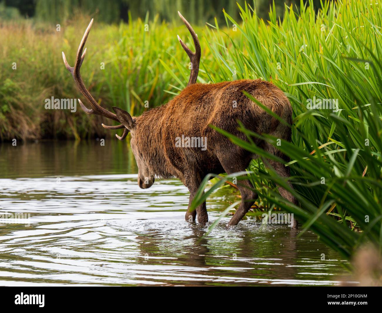 Red deer hart drinking water hi-res stock photography and images - Alamy